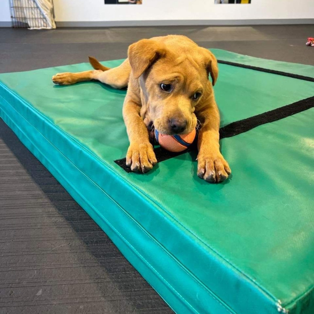 Puppy Exposure and Play Sessions - Unleashed Niagara